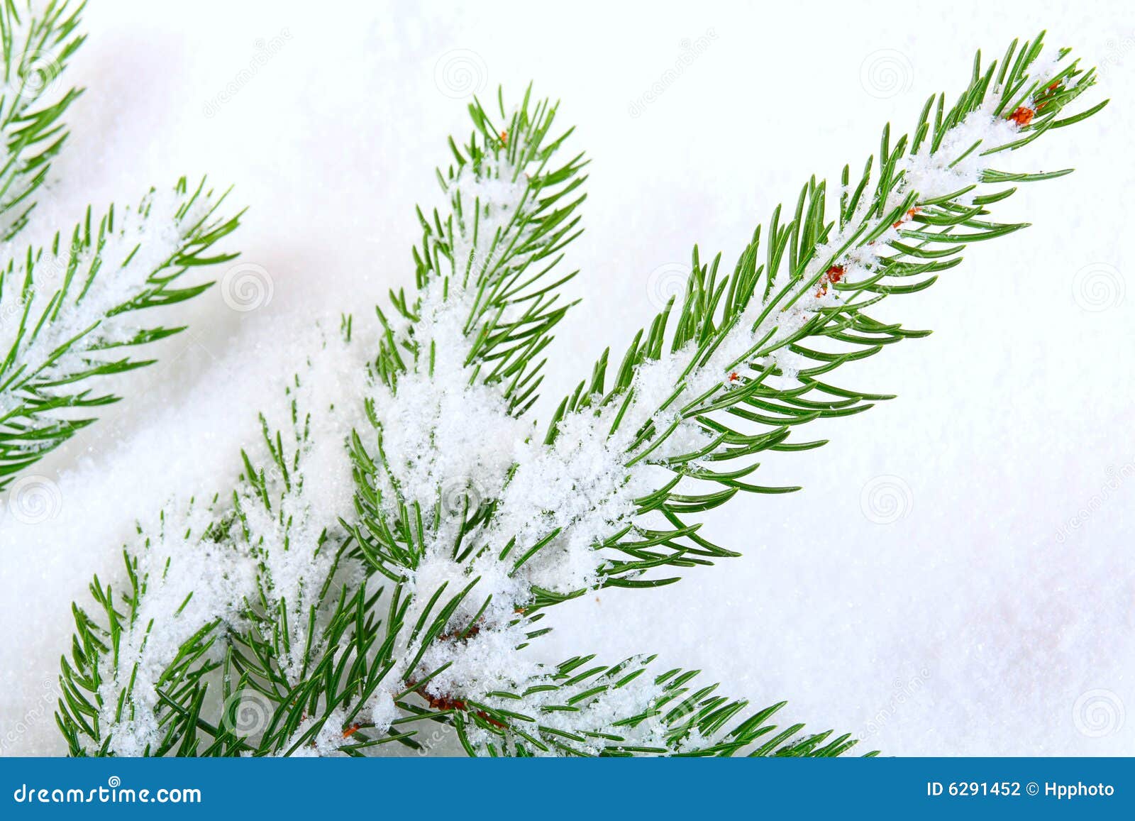 Snow covered pine branch stock photo. Image of snowfall - 6291452