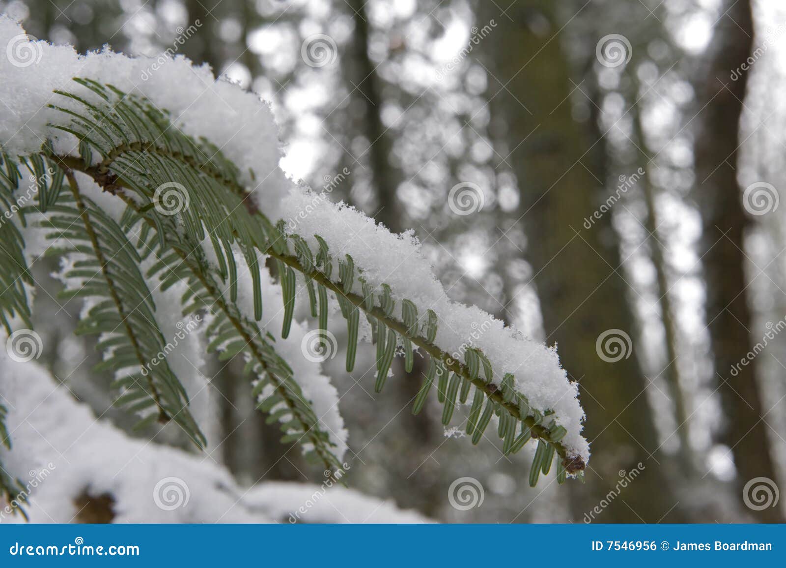 Snow covered pine branch stock photo. Image of ground - 7546956
