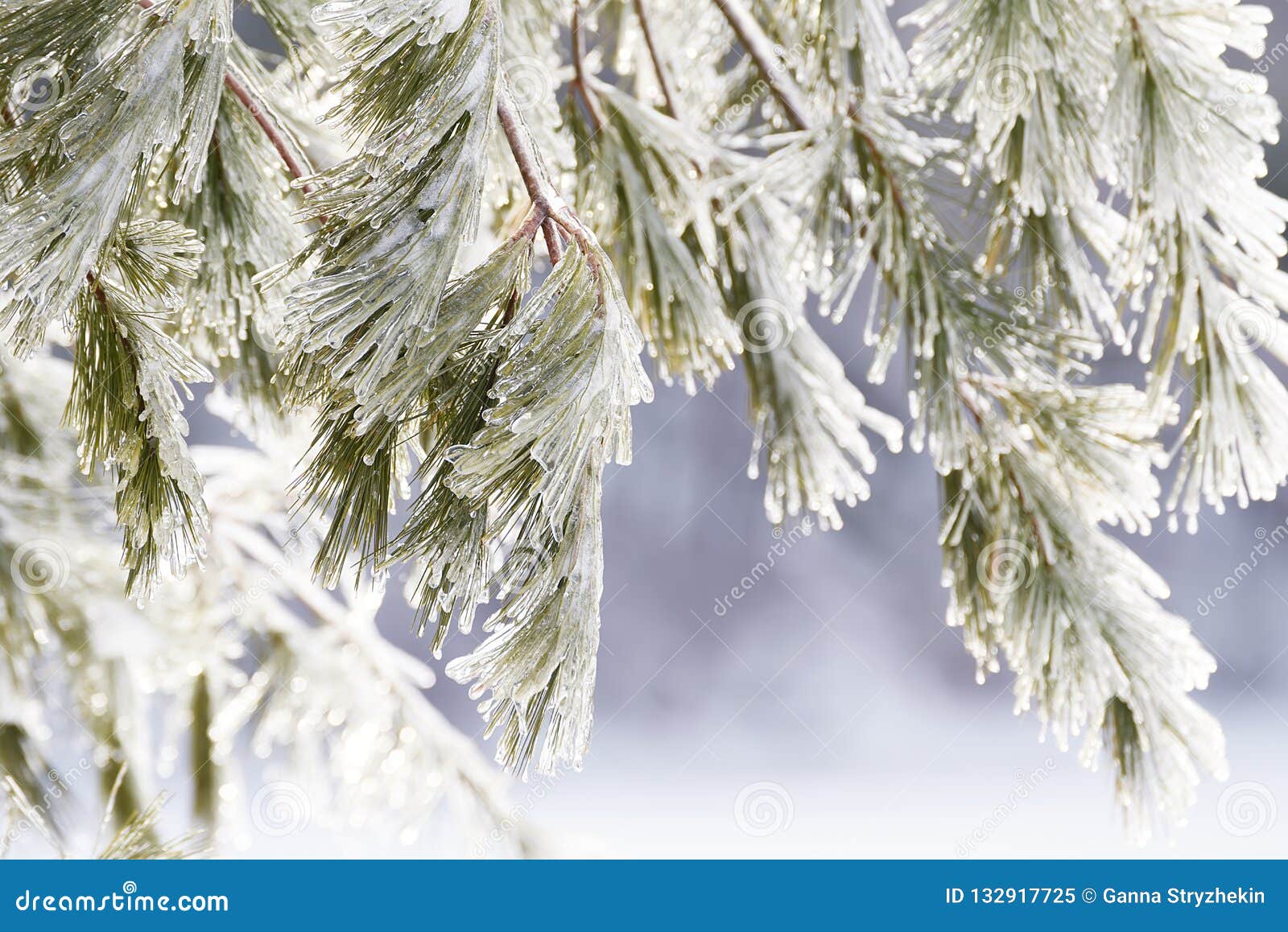 Snow-covered Pine Branch. Magic Fabulous Winter Stock Image - Image of ...