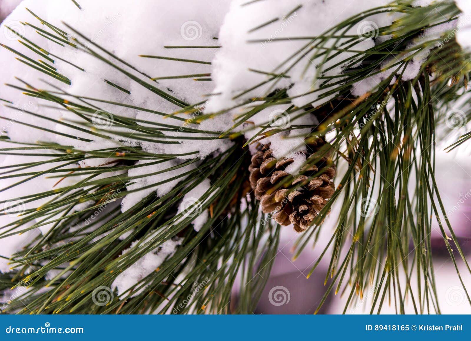Snow Covered Pine Branch and Pinecone Stock Image - Image of forest ...