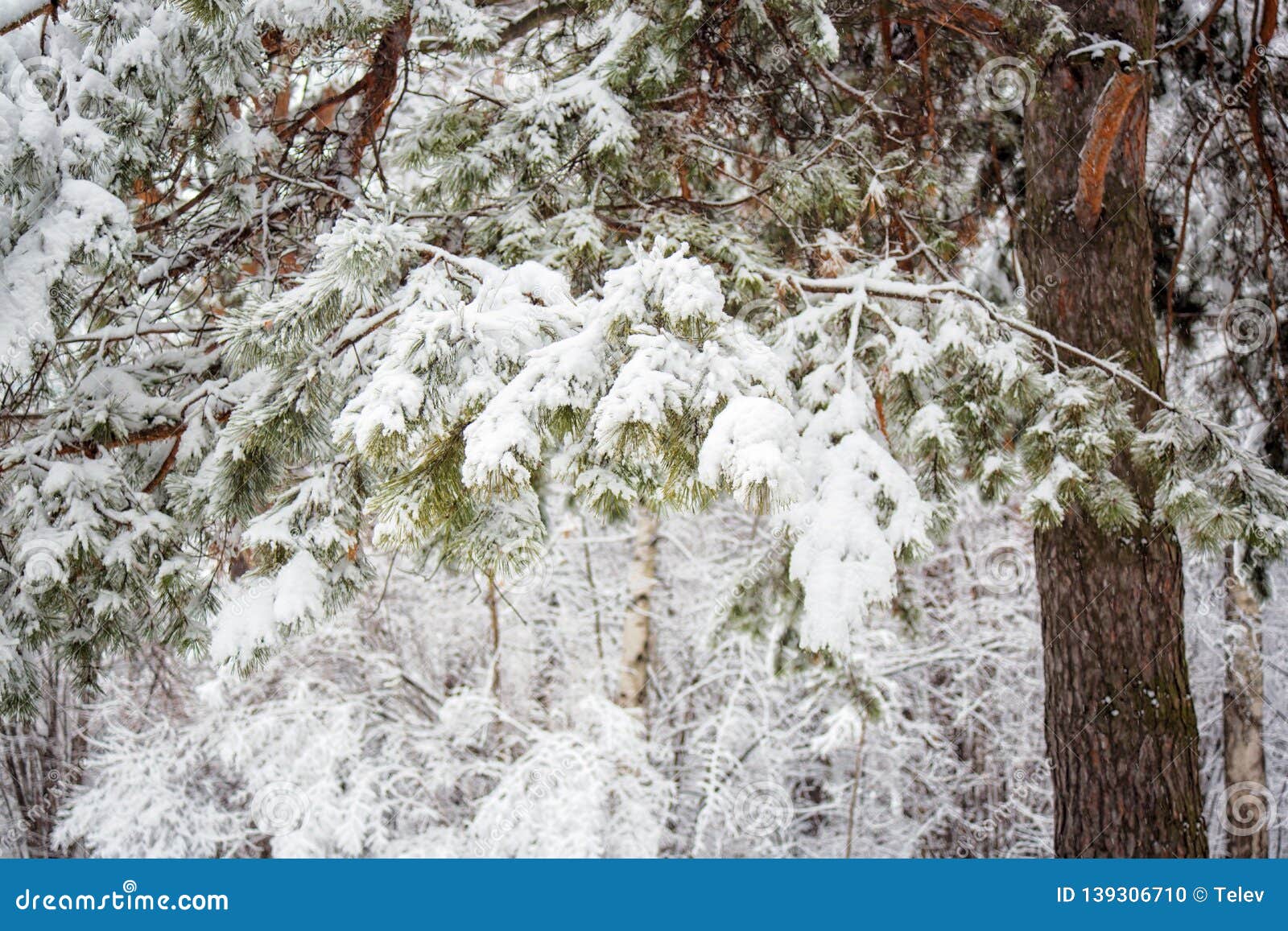 Snow-covered pine branch stock photo. Image of pine - 139306710