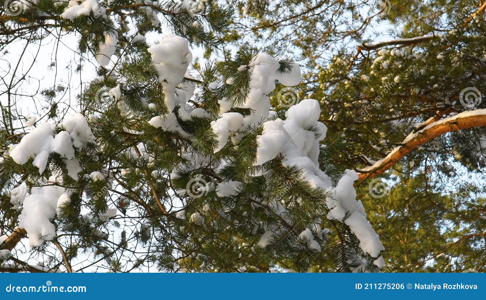 Snow-covered pine branch stock photo. Image of branch - 211275206