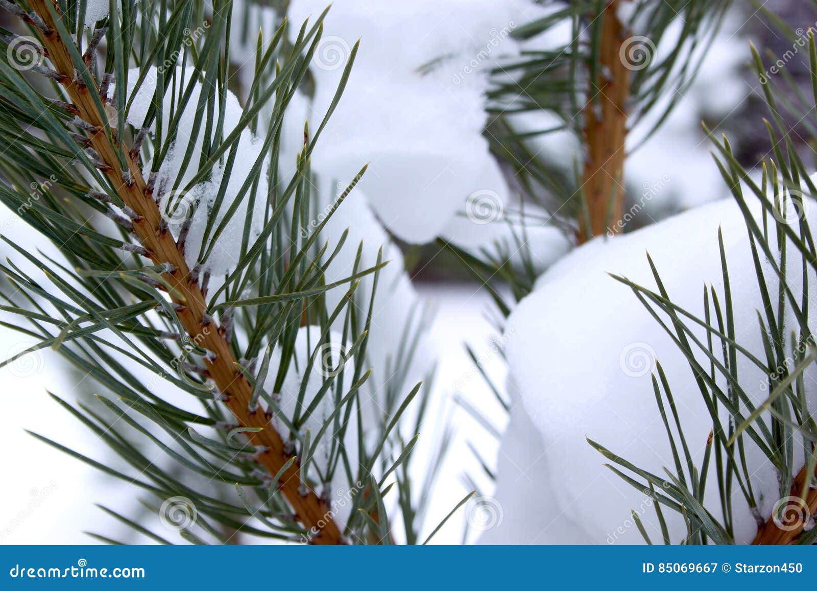 Snow Covered Pine Branches in Winter Forest. Stock Image - Image of ...