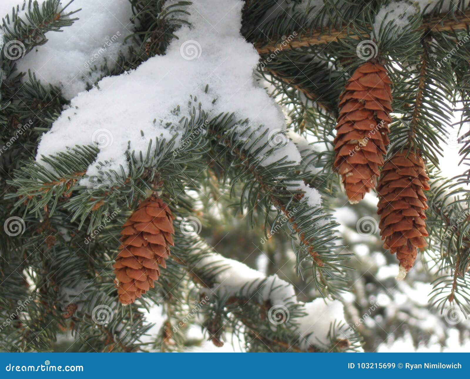 Snow covered Pine cones stock image. Image of needles - 103215699