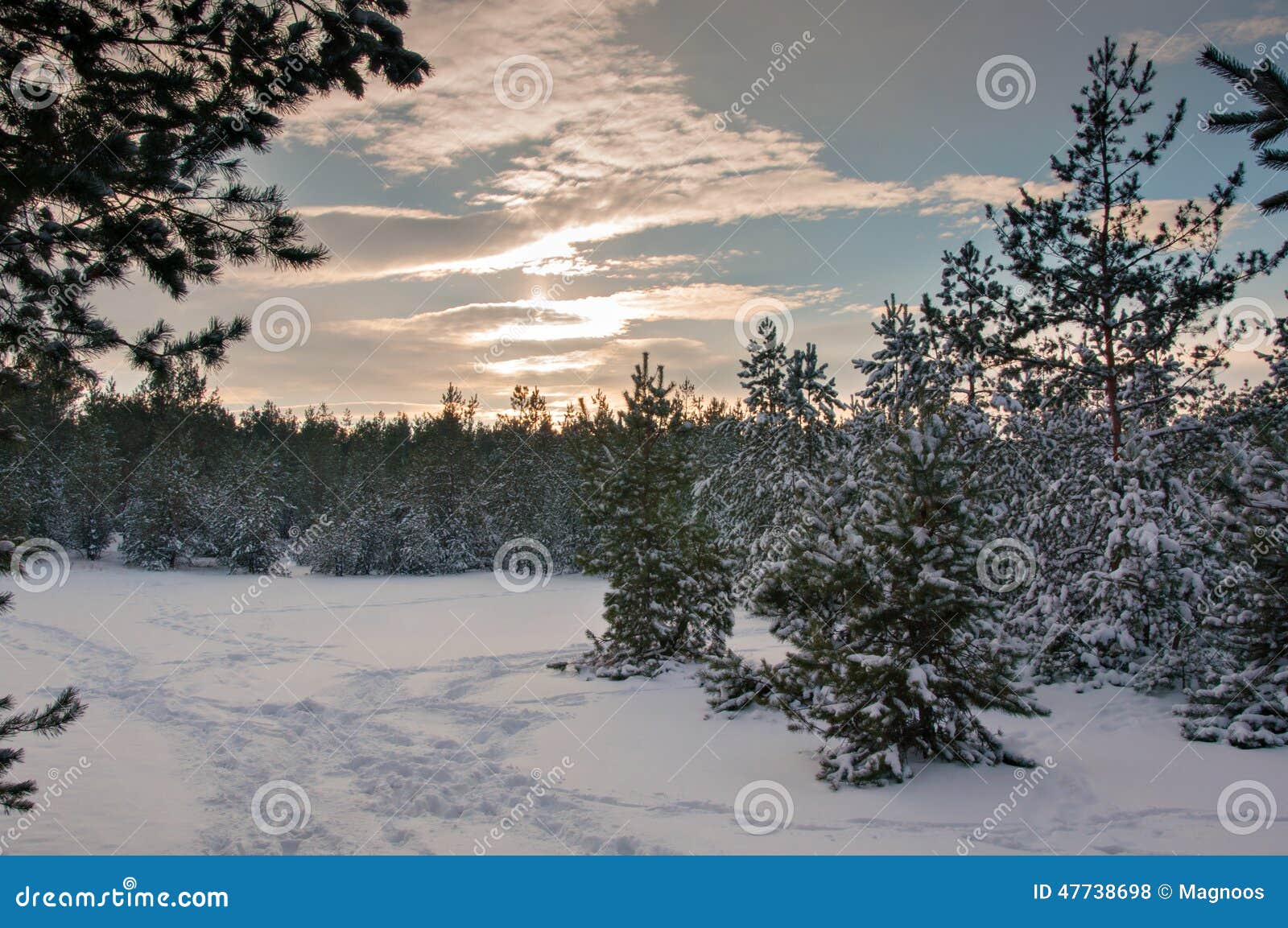 Snow-covered pine forest stock photo. Image of january - 47738698
