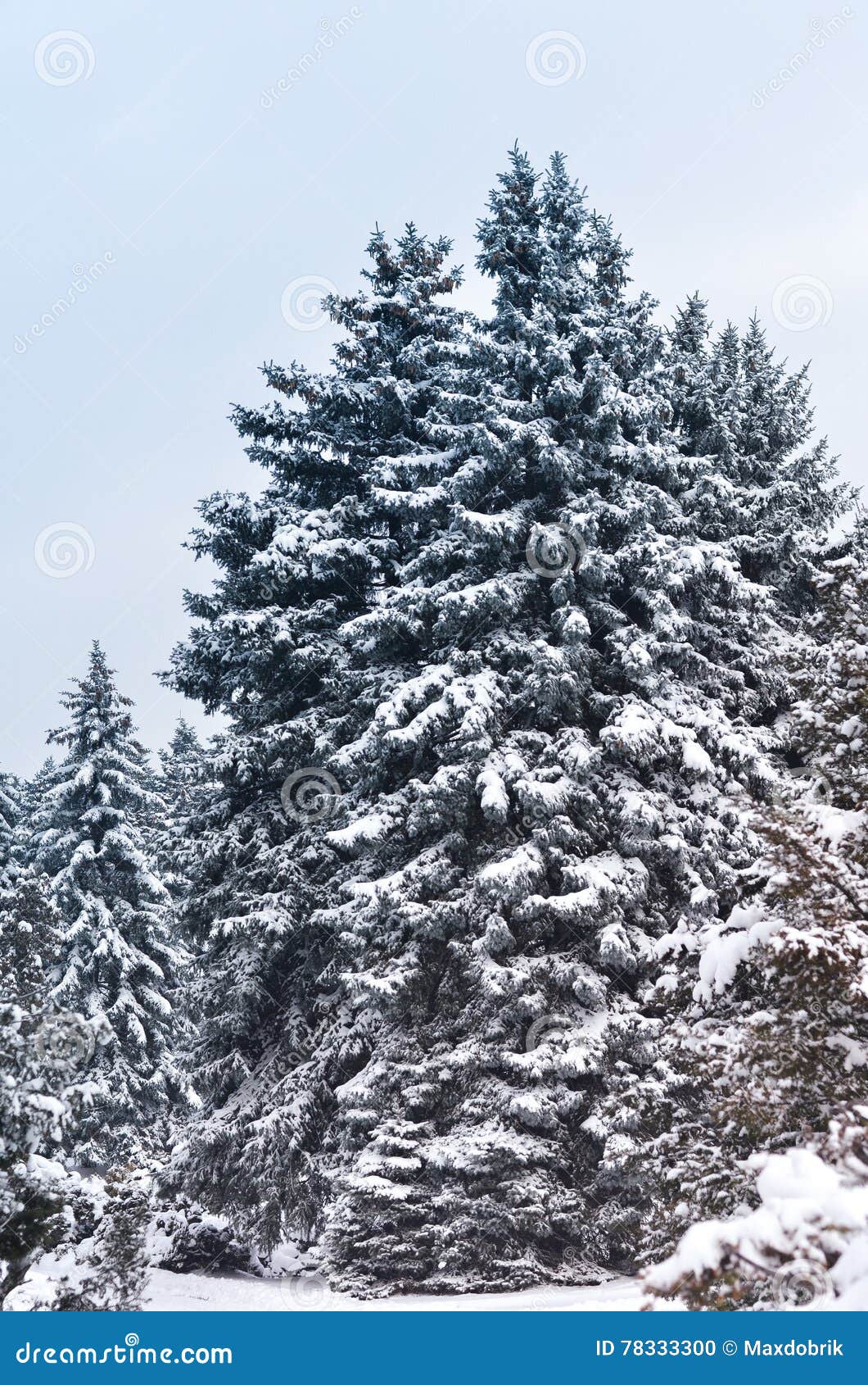 Snow-covered Pine in the Forest Stock Photo - Image of white, outdoor ...