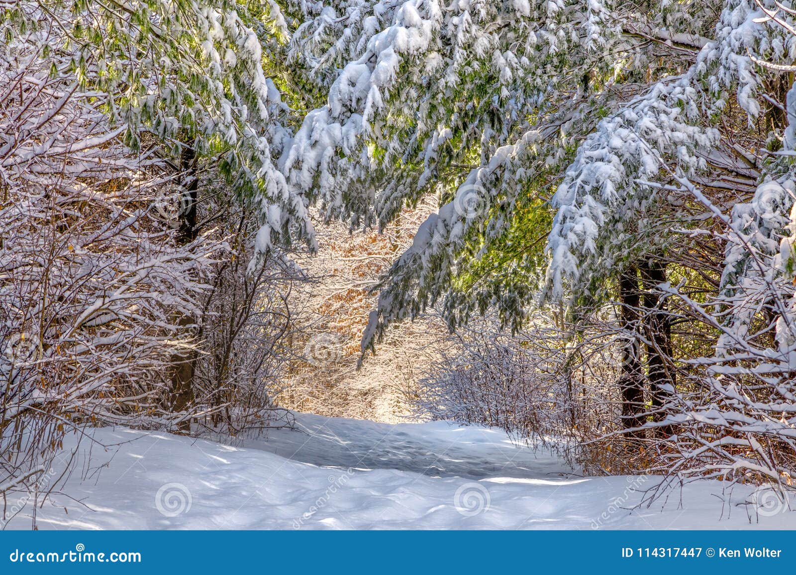 Snow Covered Pine on Sunlit Winter Path Stock Image - Image of ...