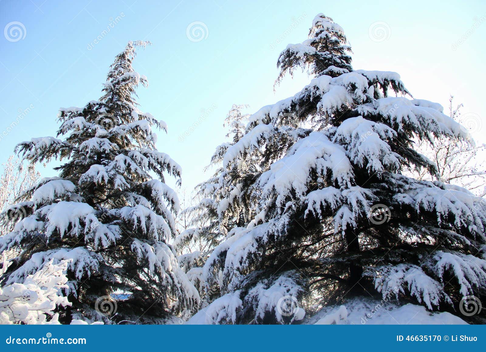 Snow covered pine stock photo. Image of shadow, spotless - 46635170