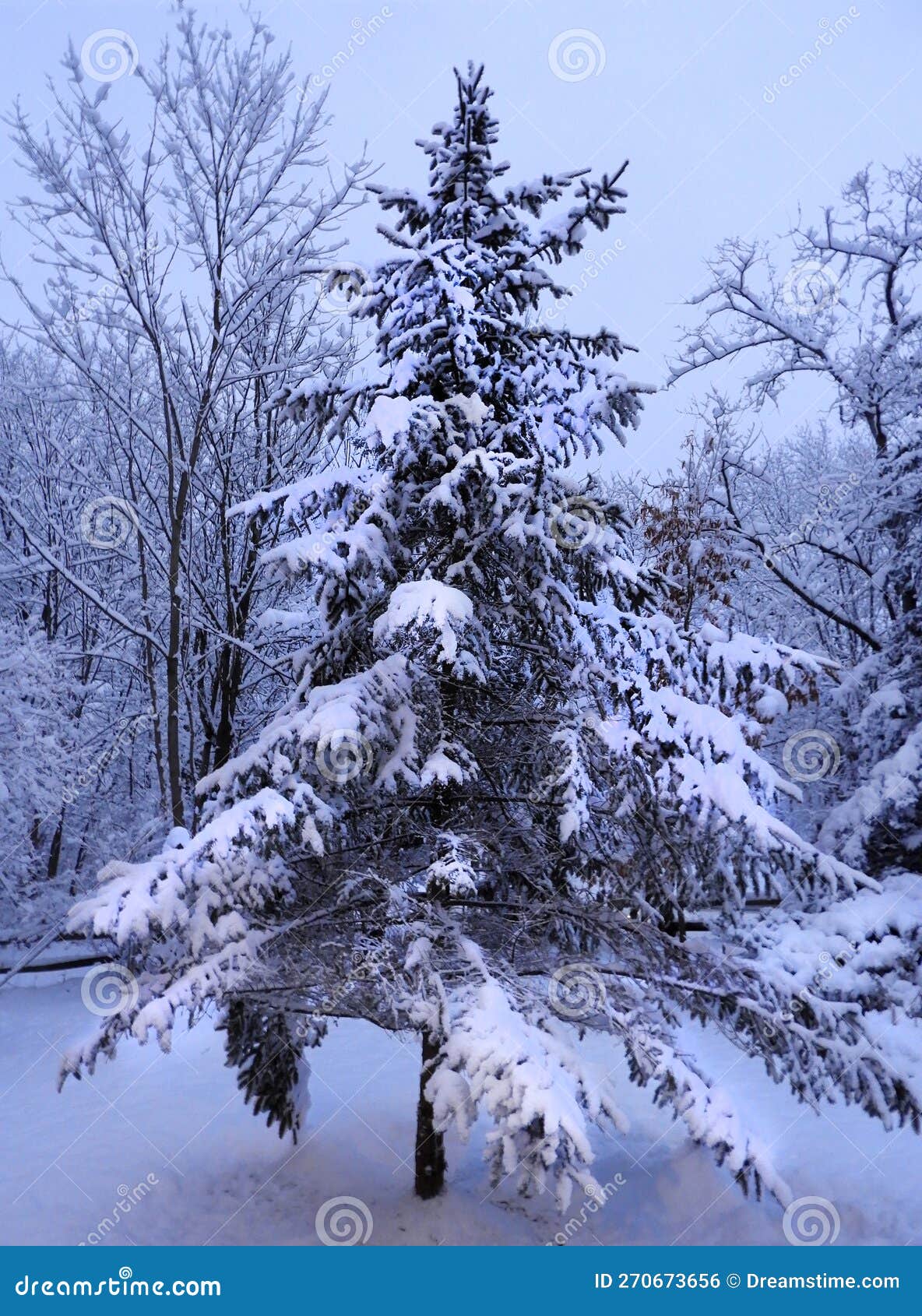 Snow Covered Pine Tree in Early Morning Light after Snowstorm Stock ...