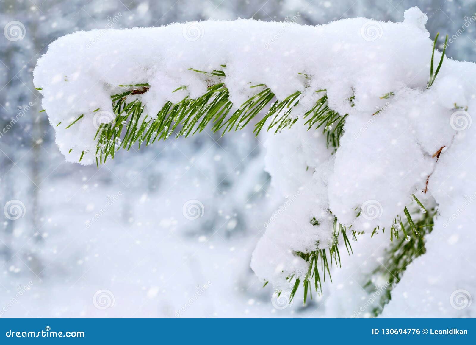 Snow-covered Pine Tree Branch Stock Photo - Image of needle, pine ...