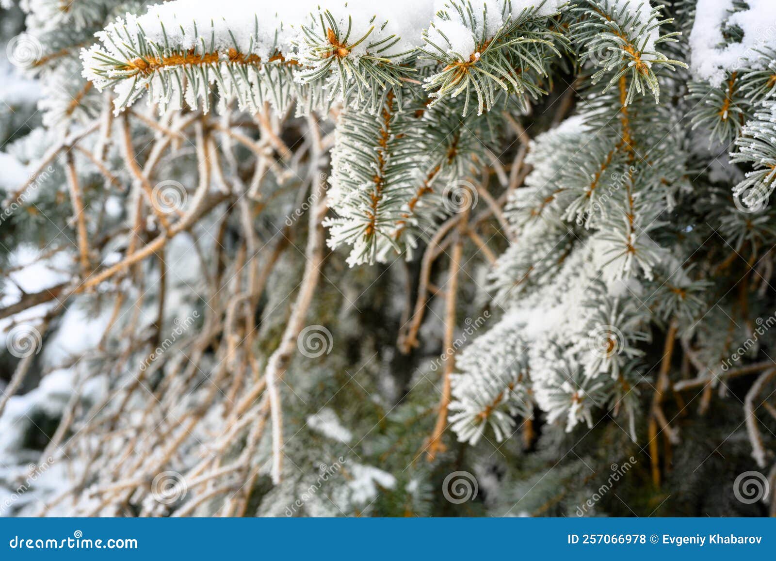 Snow-covered Pine Tree Branch at Sunset with Ice Fog. Stock Photo ...