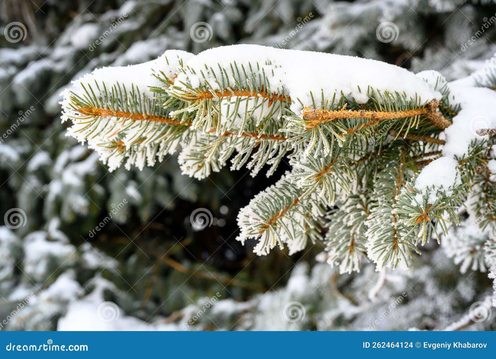 Snow-covered Pine Tree Branch at Sunset with Ice Fog. Stock Photo ...