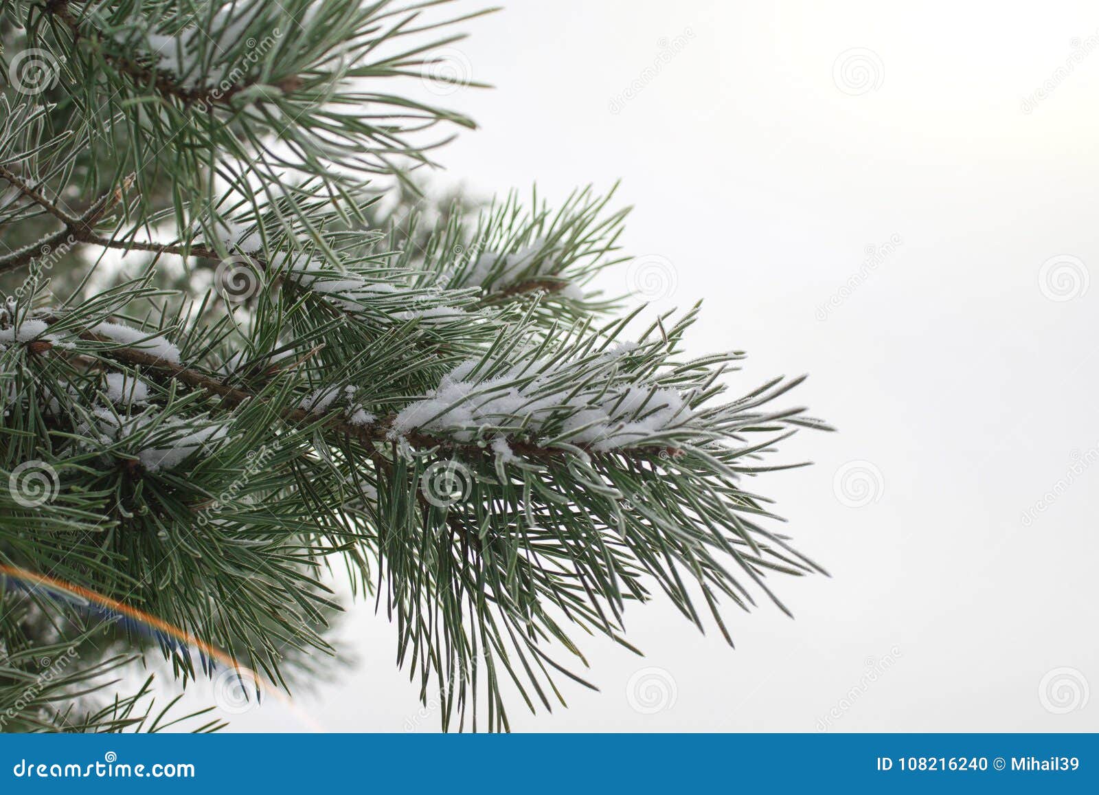 Snow Covered Pine Tree Branches Close Up. Stock Photo - Image of flora ...