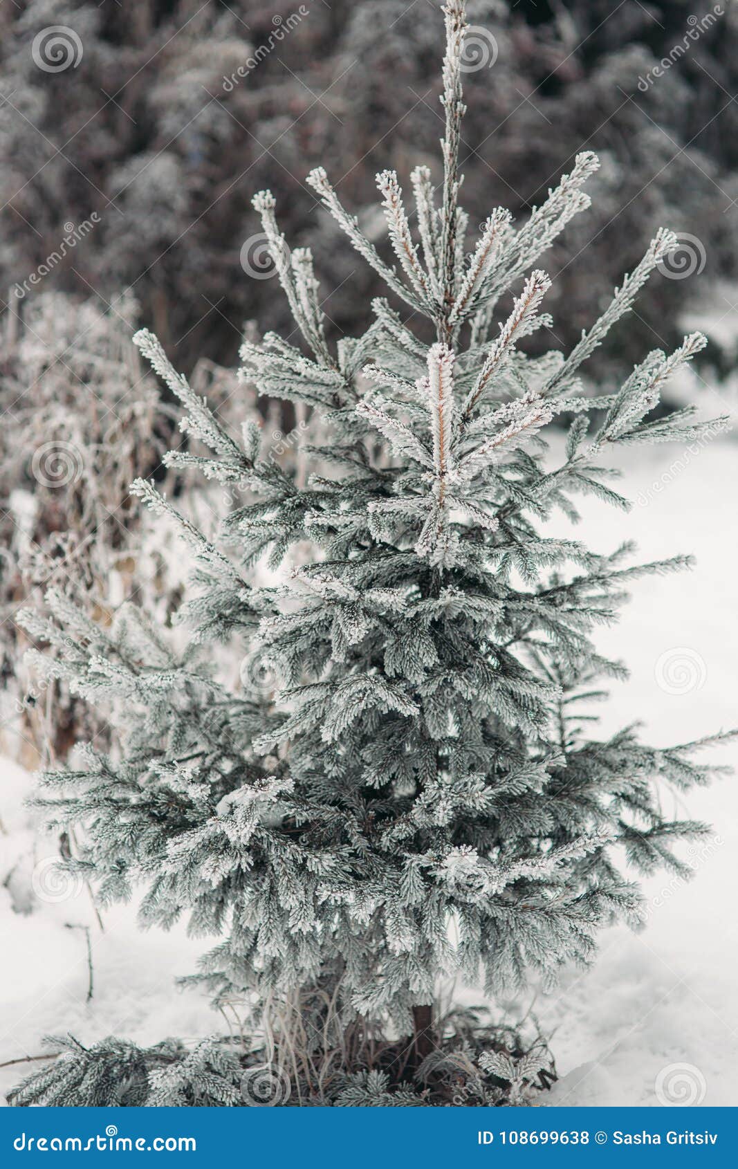Snow Covered Pine Tree Branches Close Up Stock Photo - Image of fresh ...