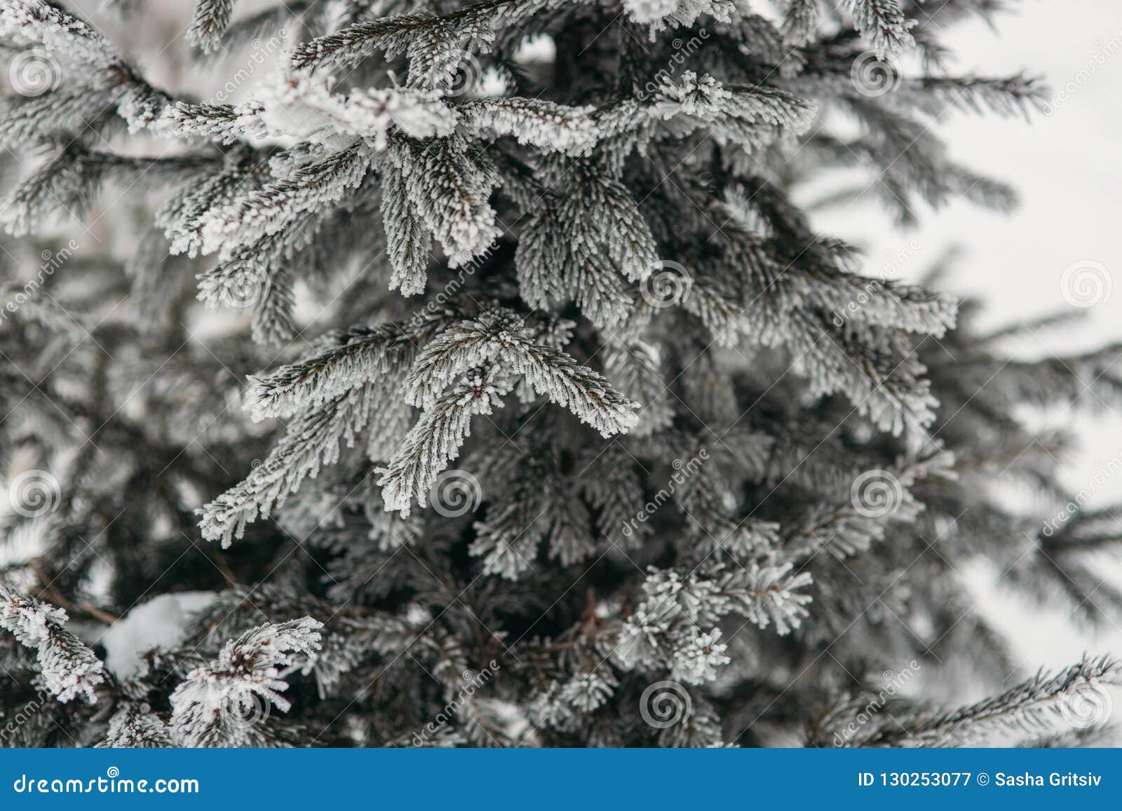Snow Covered Pine Tree Branches Close Up Stock Image - Image of ...