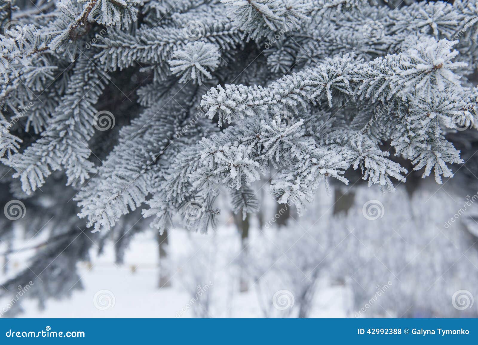 Pine Tree Branch Covered In Snow