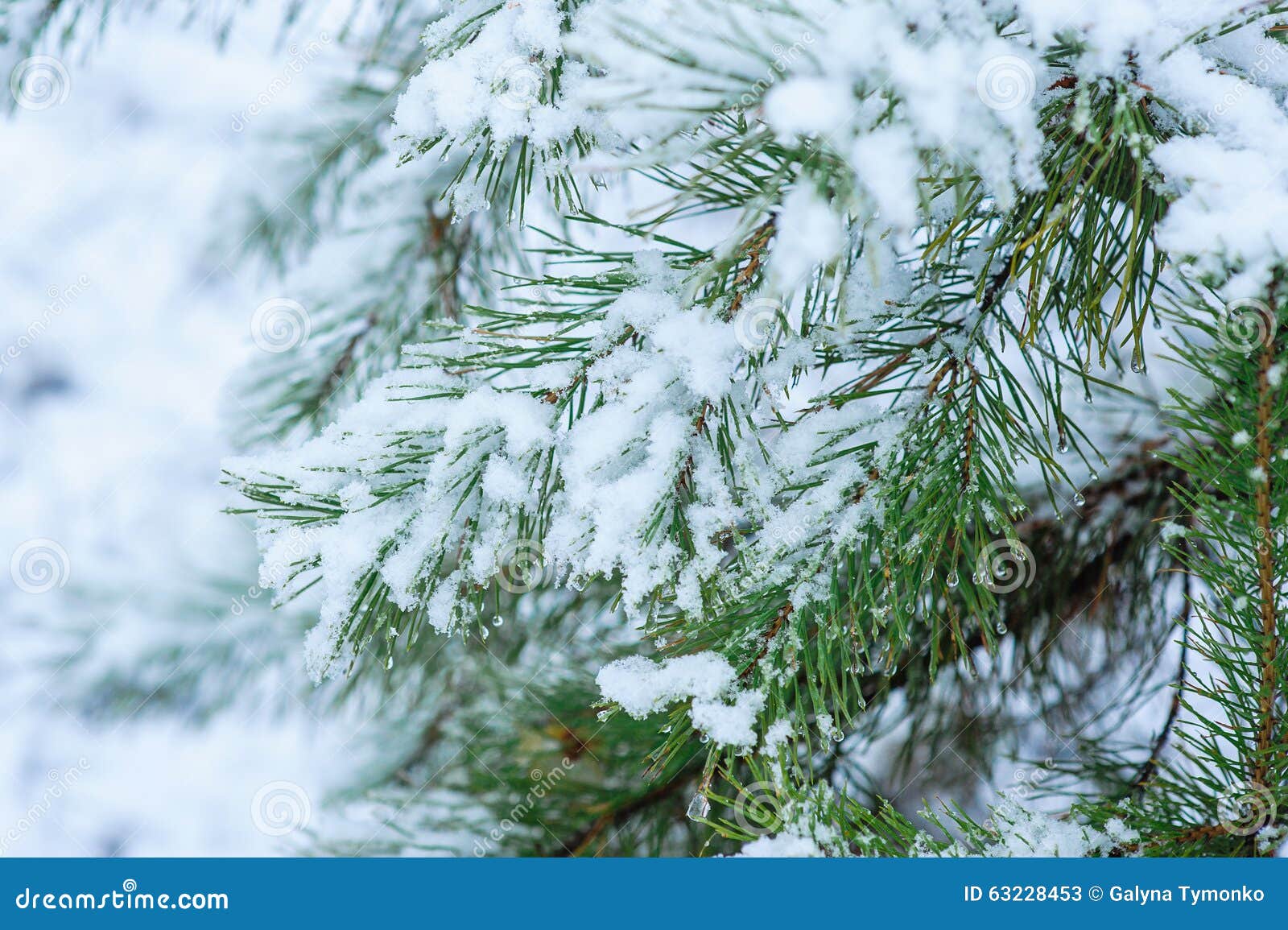 Snow Covered Pine Tree Branches Close Up Stock Image - Image of needle ...