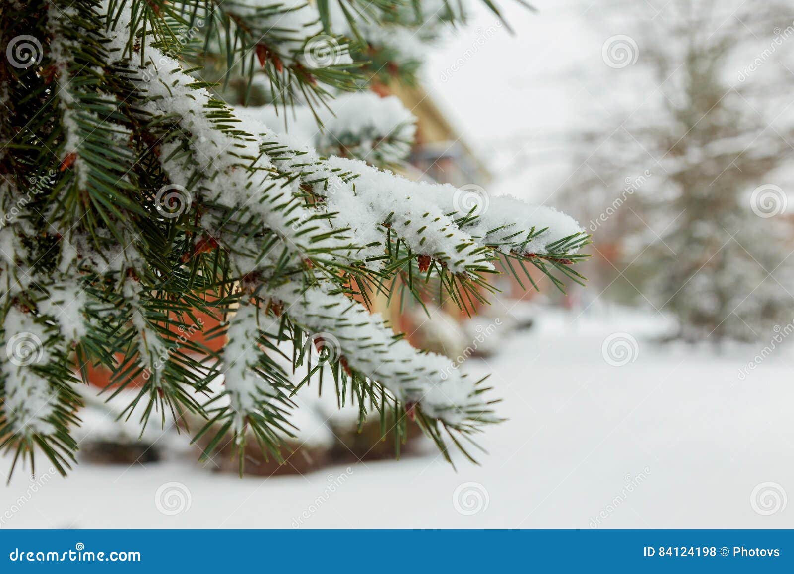 Snow Covered Pine Tree Branches Close Up Stock Photo - Image of pine ...