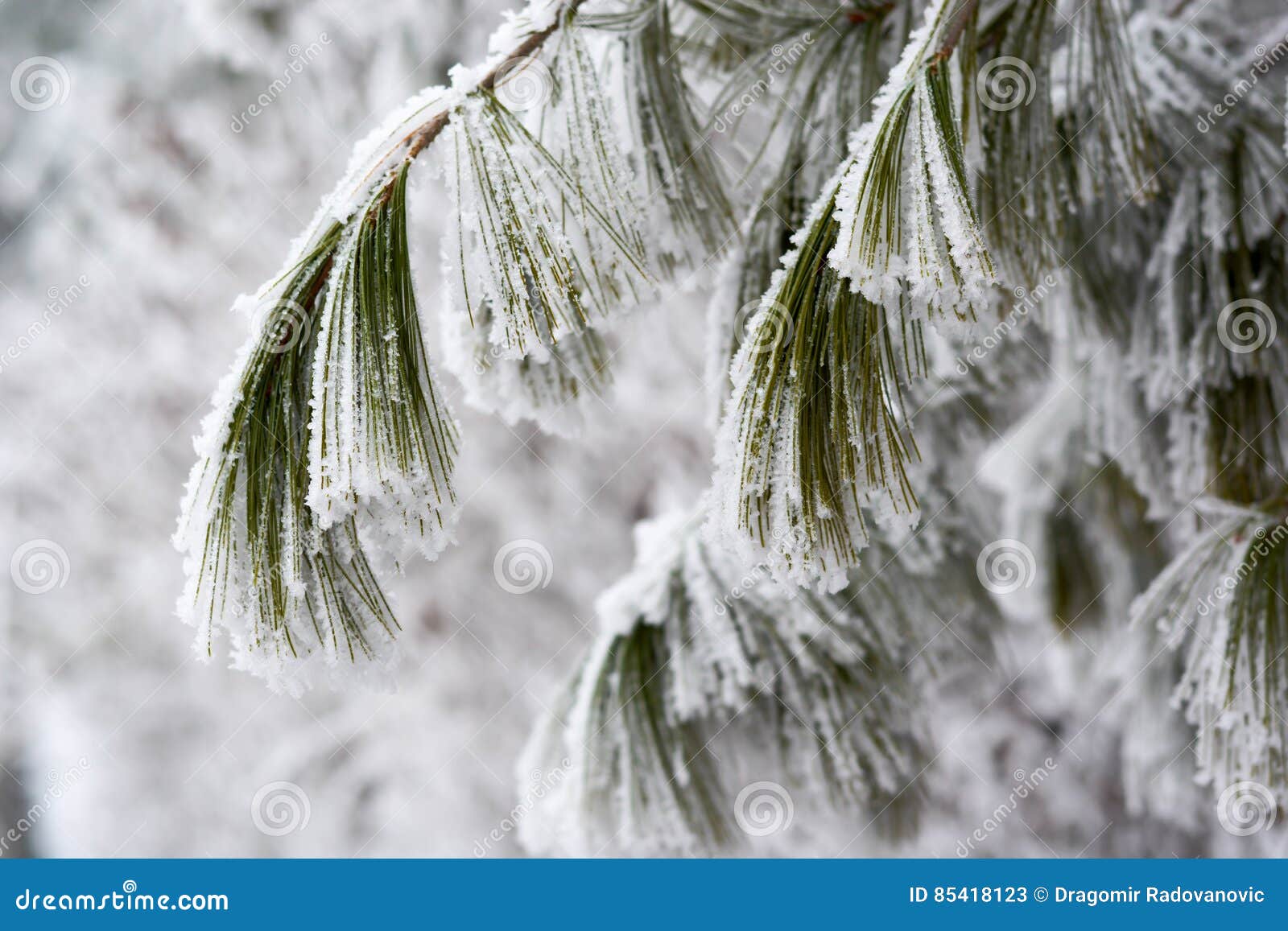Snow Covered Pine Tree Branches Stock Image - Image of macro, abstract ...