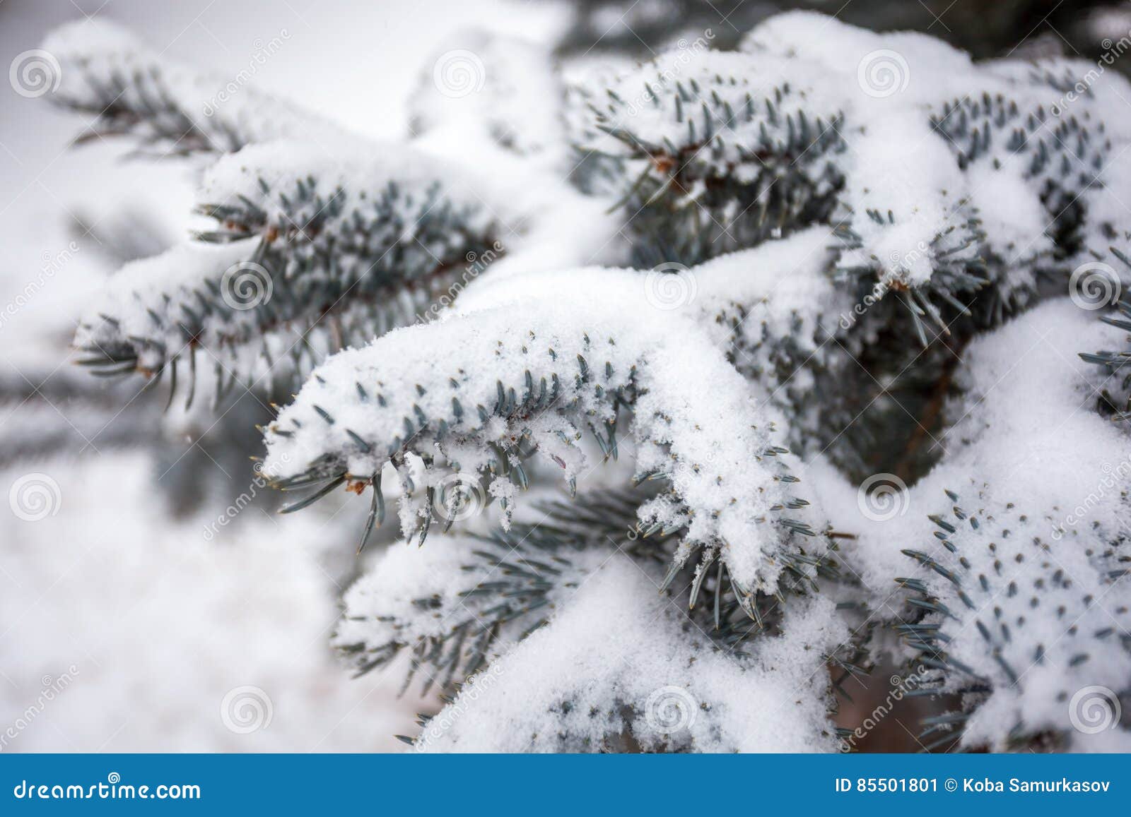 Snow Covered Pine Tree Branches Close Up Stock Image - Image of ...