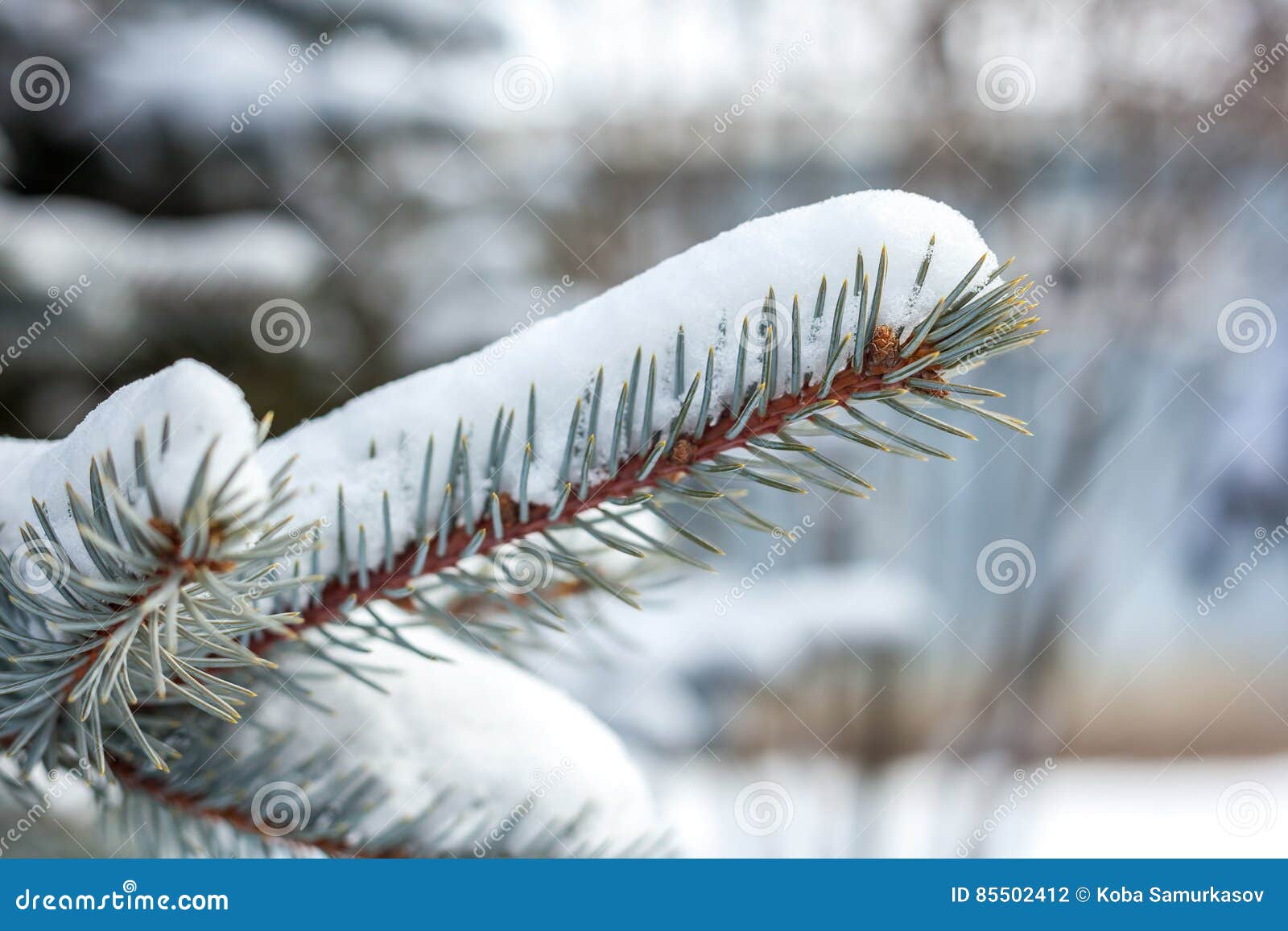 Snow Covered Pine Tree Branches Close Up Stock Photo - Image of nature ...