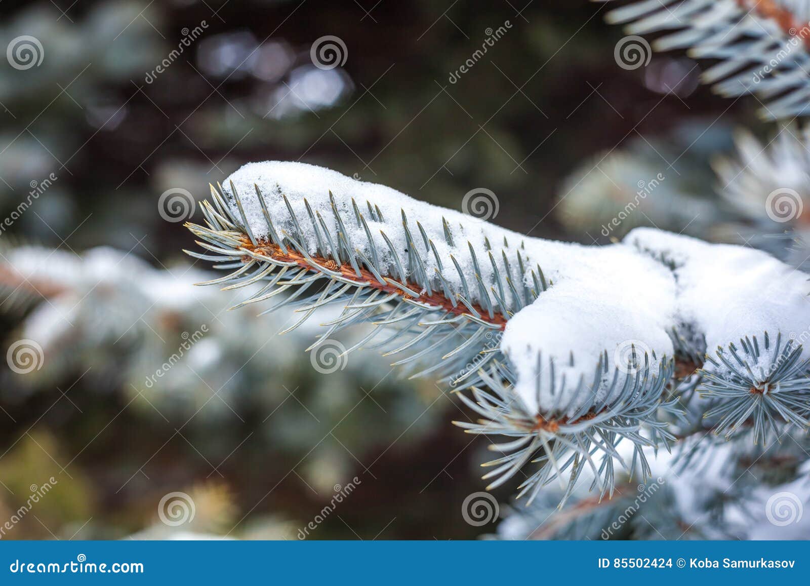 Snow Covered Pine Tree Branches Close Up Stock Photo - Image of holiday ...