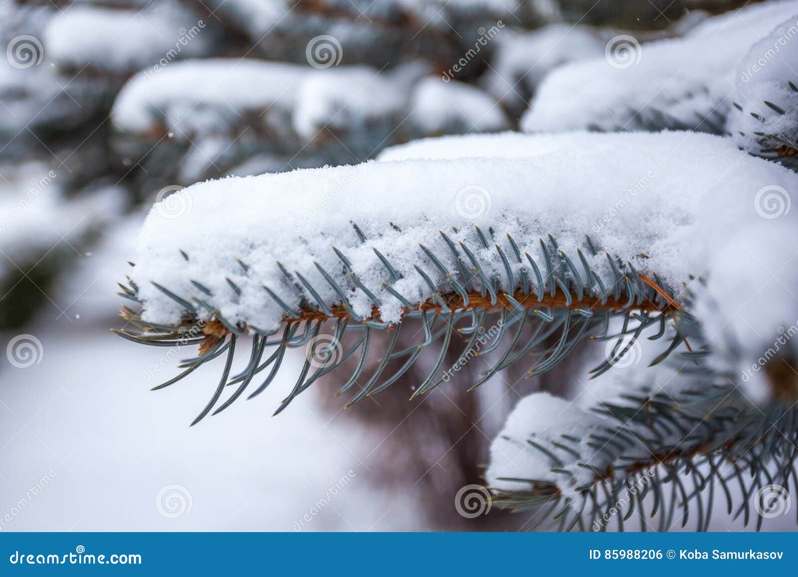 Snow Covered Pine Tree Branches Close Up Stock Photo - Image of outside ...