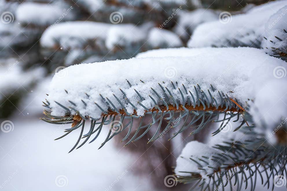 Snow Covered Pine Tree Branches Close Up Stock Photo - Image of outside ...