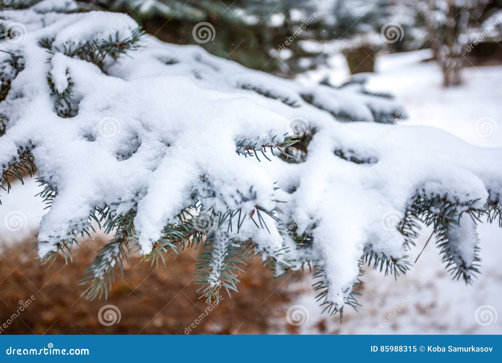 Snow Covered Pine Tree Branches Close Up Stock Image - Image of farm ...