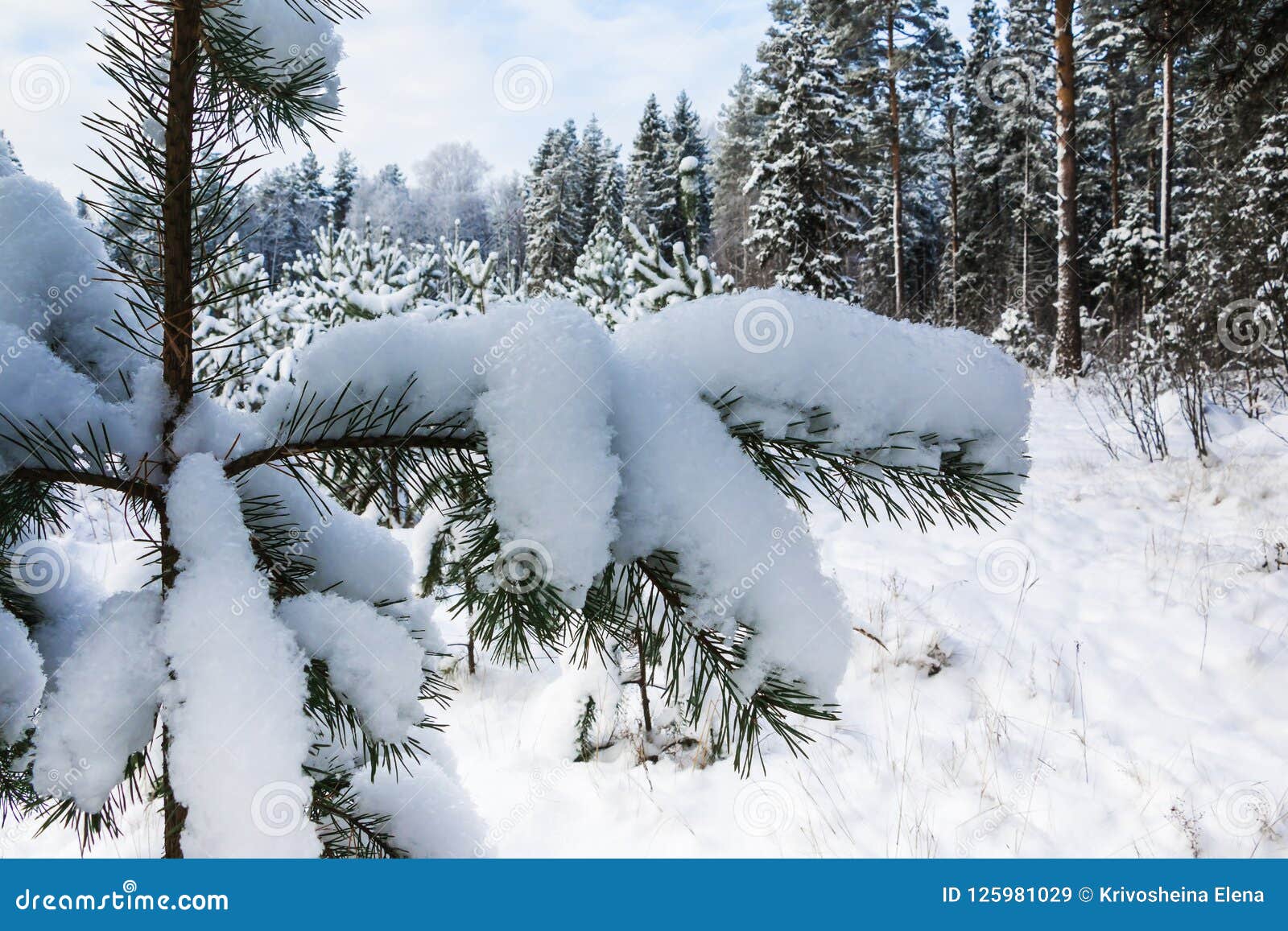 Snow Covered Pine Tree Branches Close Up Stock Image - Image of cold ...
