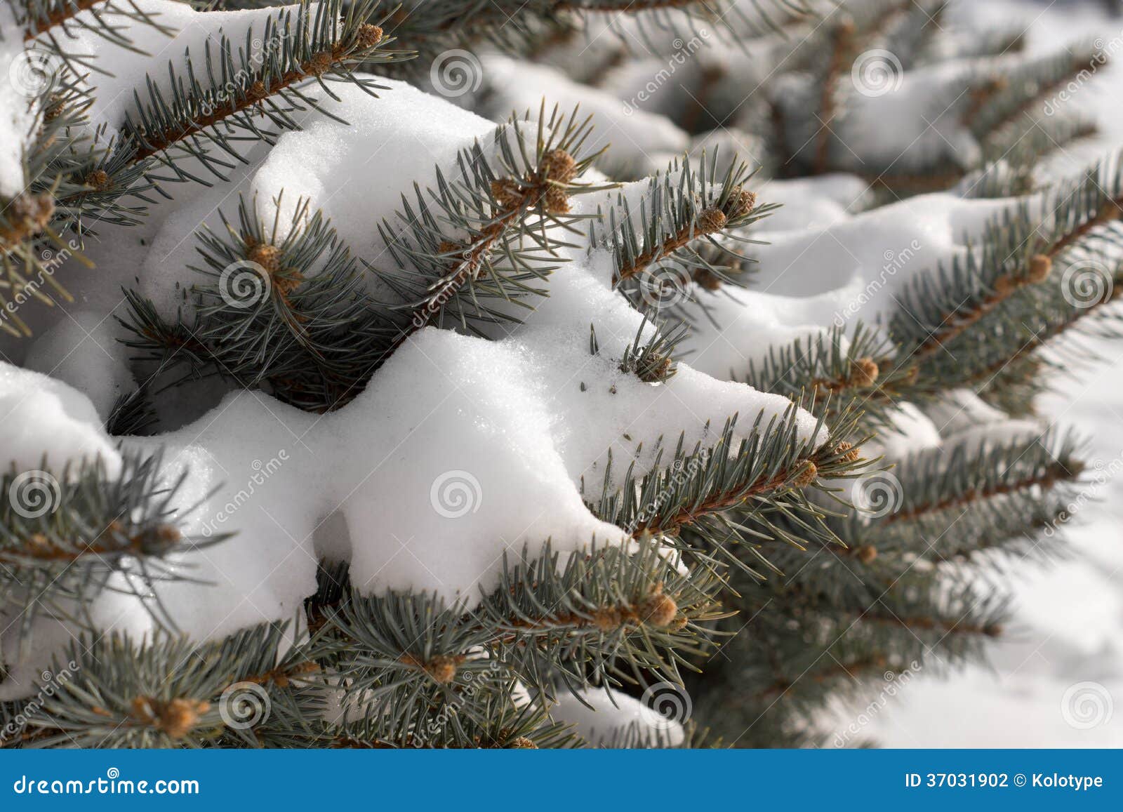 Snow-covered Pine Tree Branches Stock Photo - Image of foliage, forest ...