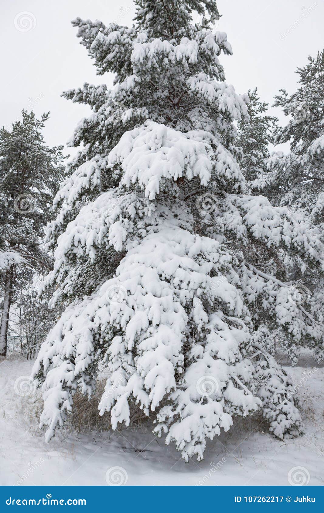 Snow Covered Pine Tree Branches in Forest Stock Image - Image of ...