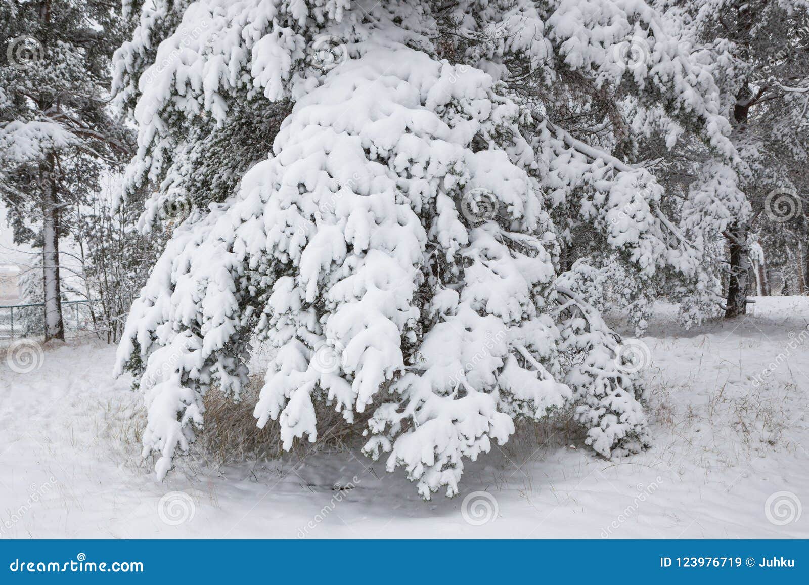 Snow Covered Pine Tree Branches in Forest Stock Image - Image of winter ...