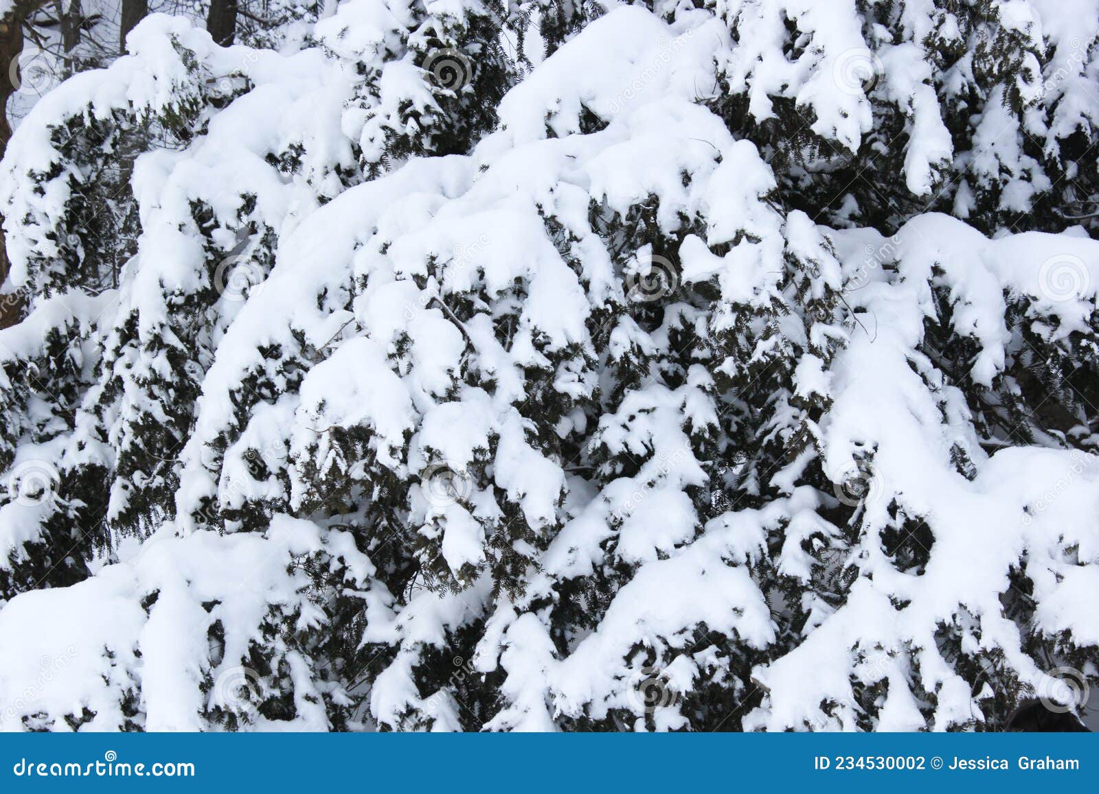 Snow Covered Pine Tree Branches Stock Photo - Image of pine, chilly ...