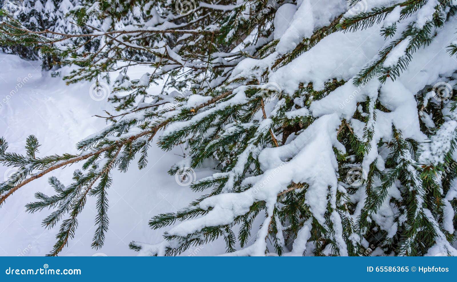Snow Covered Pine Tree Branches Stock Image - Image of tree, branches ...