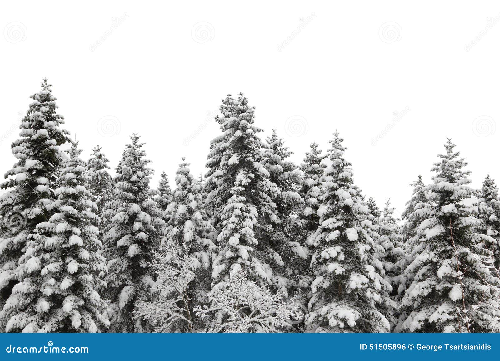 Snow covered pine tree stock photo. Image of countryside - 51505896