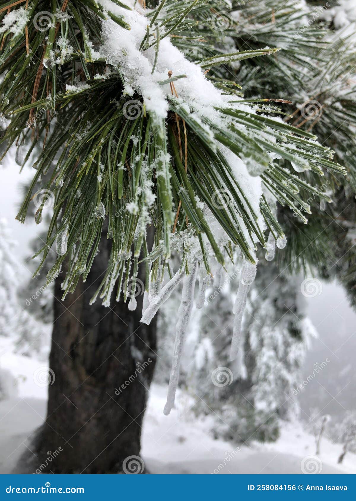 Snow covered pine tree stock photo. Image of snow, frost - 258084156