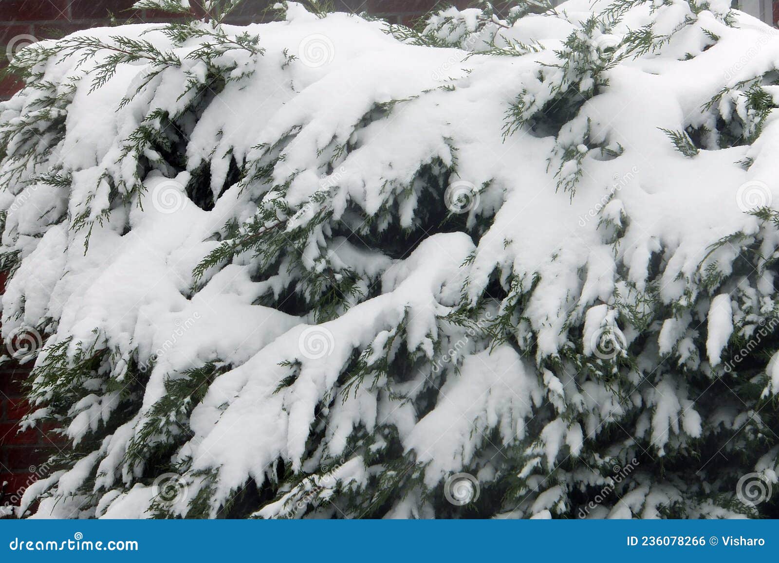 Snow covered pine tree stock photo. Image of white, outdoor - 236078266