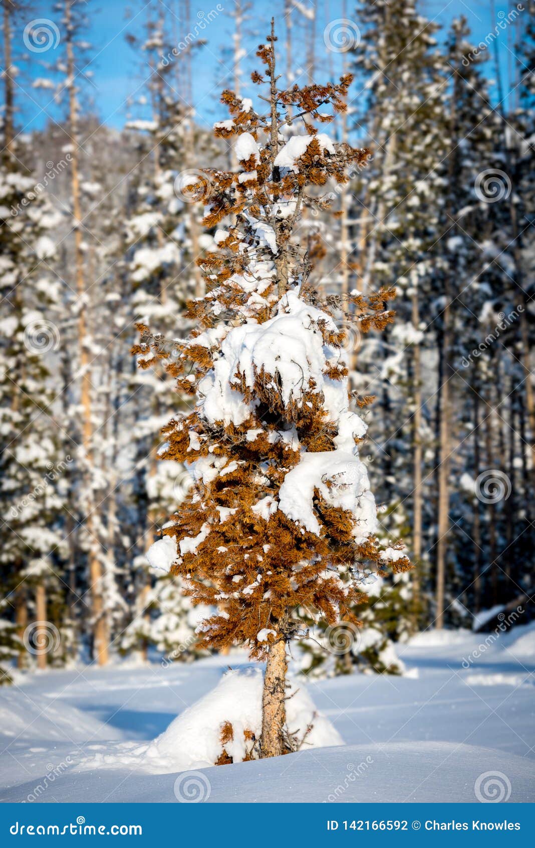 Red Pine Needled Dead Pine Tree in Winter with Snow on the Ground Stock ...