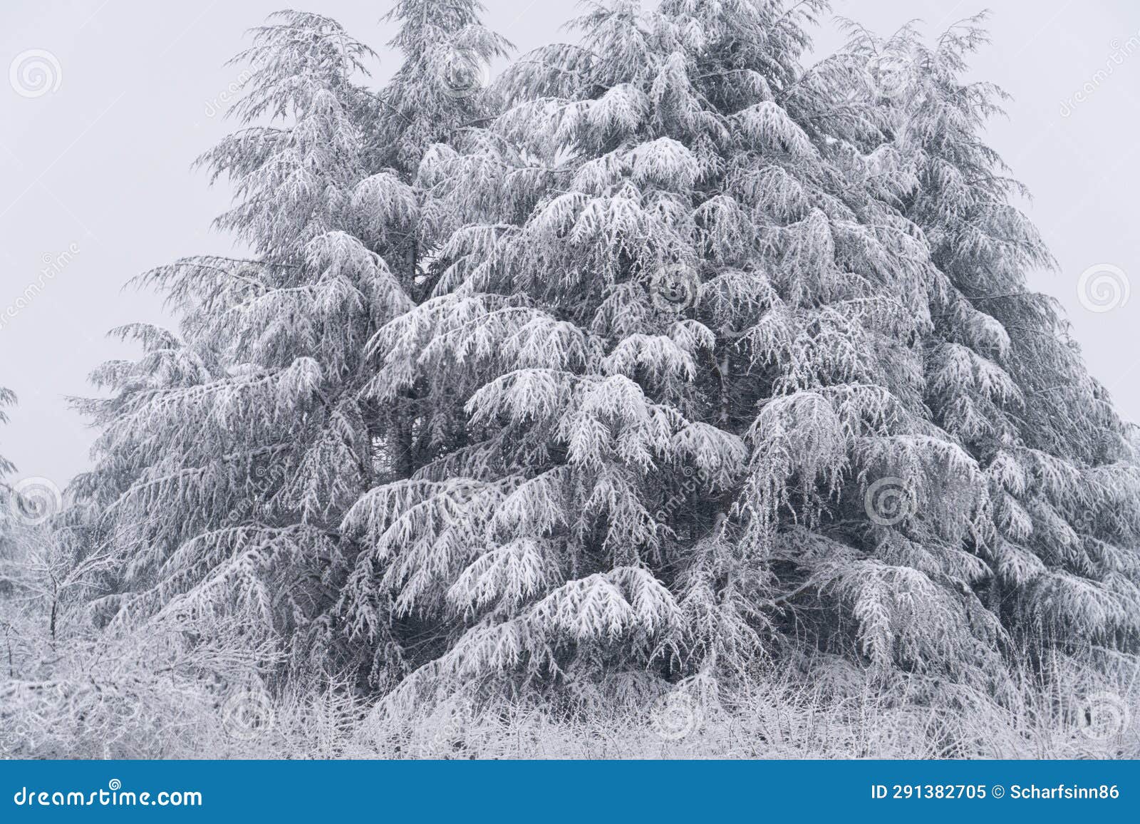 Snow Covered Pine Tree. Winter Forest Stock Image - Image of snowy ...