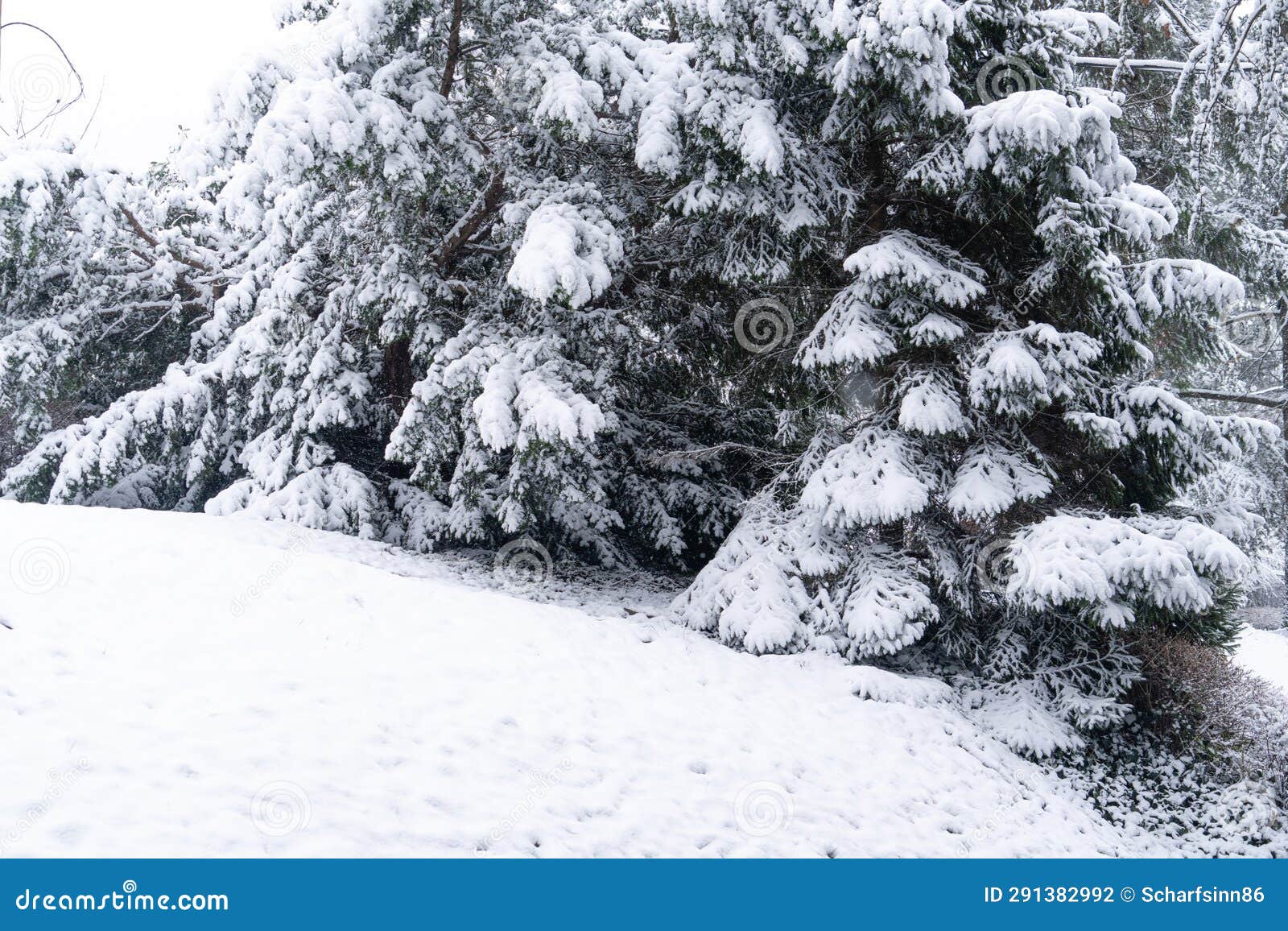 Snow covered pine tree. stock photo. Image of wood, branches - 291382992