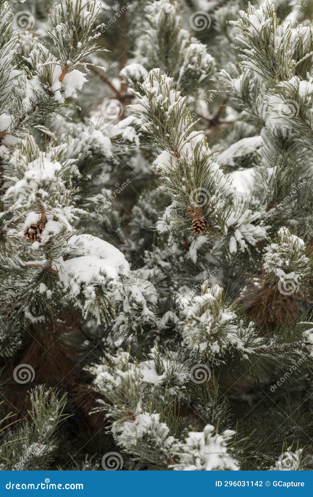 Snow Covered Pine Tree in Winter Season Closeup Stock Photo - Image of ...