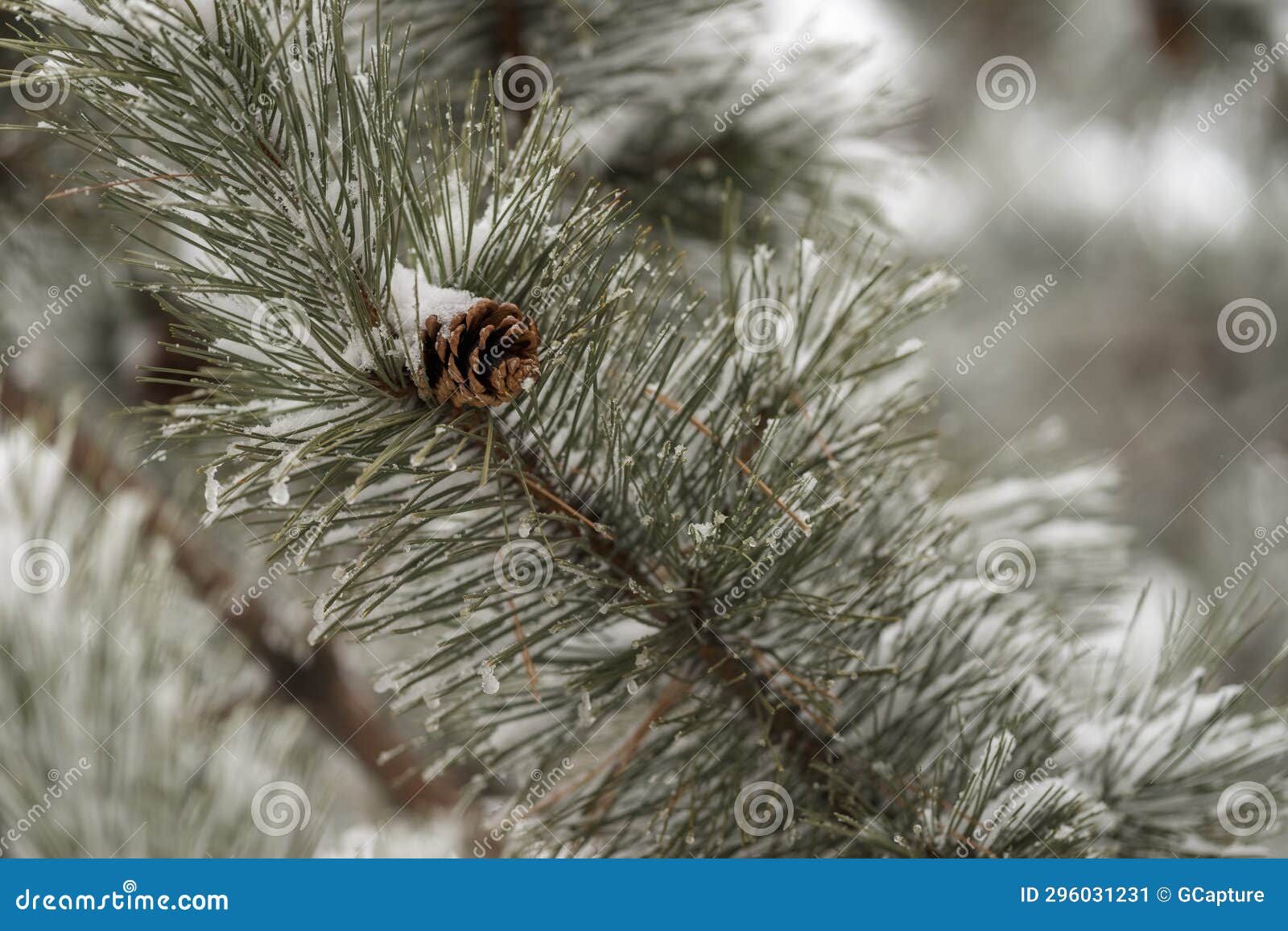 Snow Covered Pine Tree in Winter Season Closeup Stock Image - Image of ...