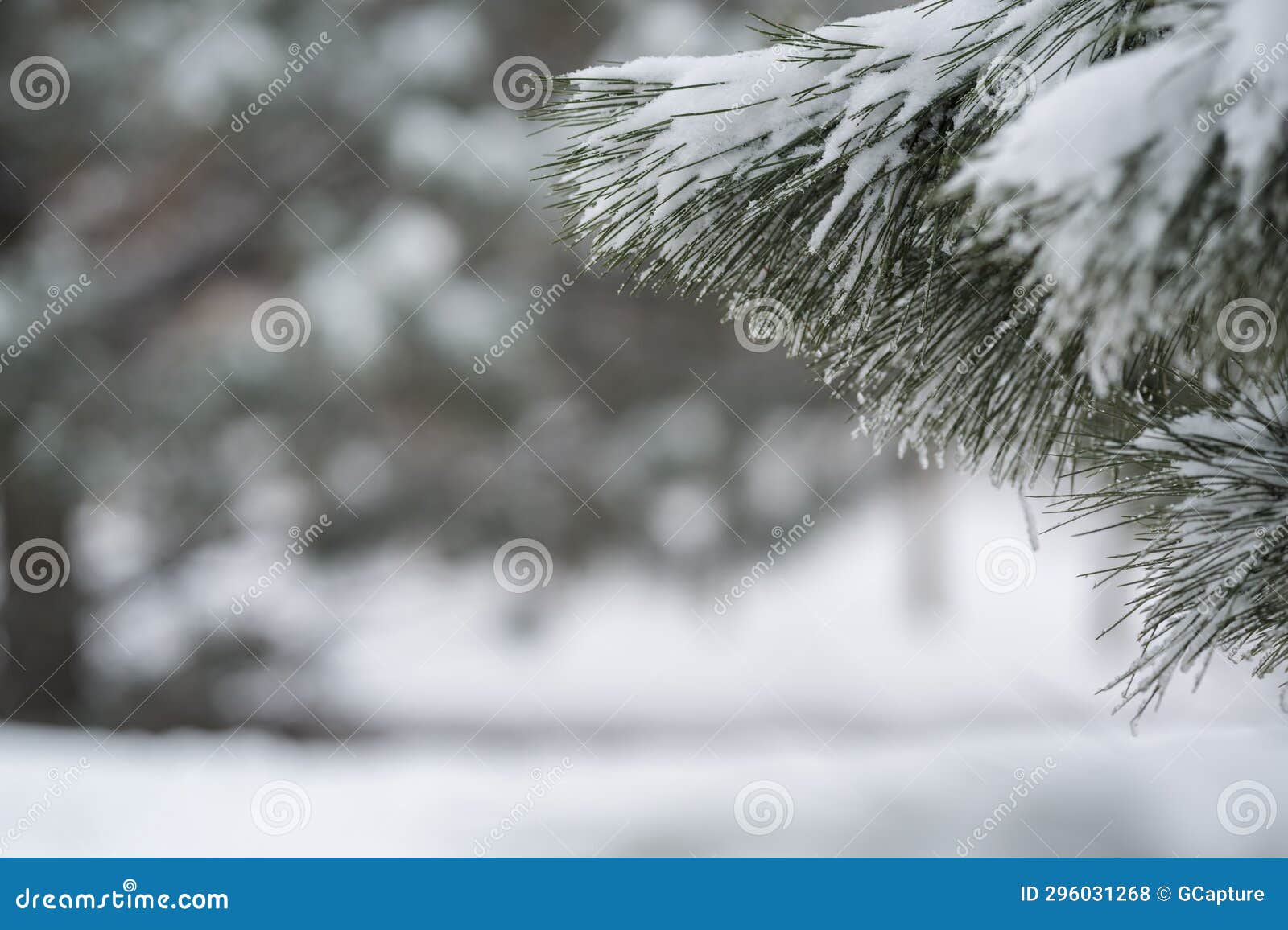 Snow Covered Pine Tree in Winter Season Closeup Stock Photo - Image of ...