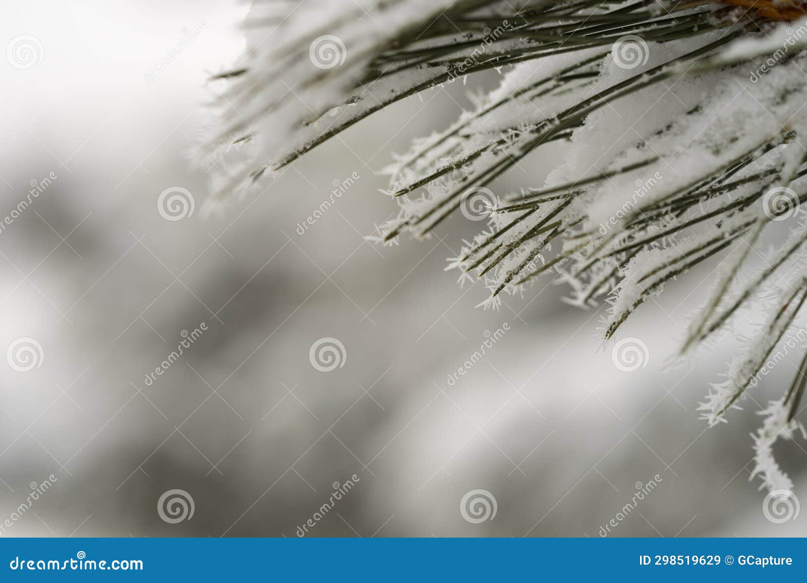 Snow Covered Pine Tree in Winter Season Closeup Stock Image - Image of ...
