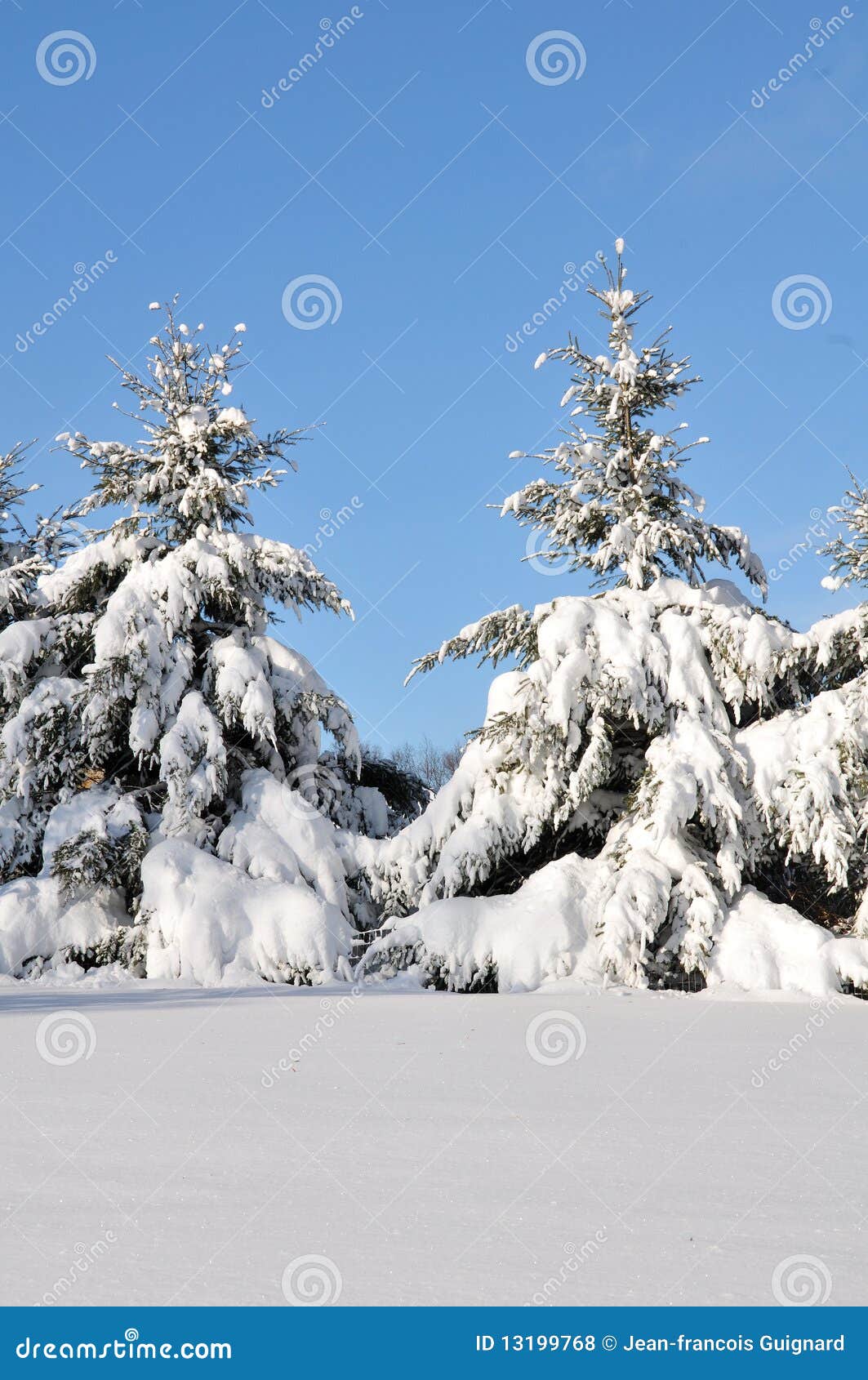 Snow covered pine trees stock photo. Image of flurries - 13199768