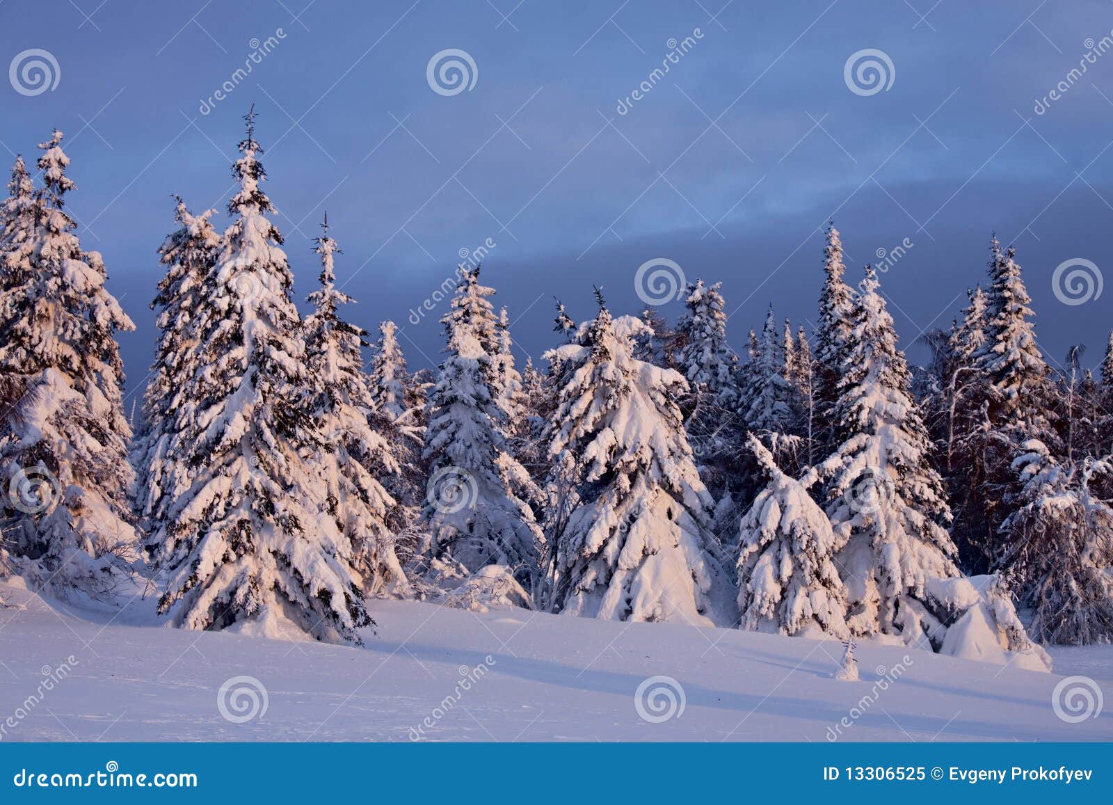 Snow-covered pine-trees stock image. Image of trees, woodland - 13306525