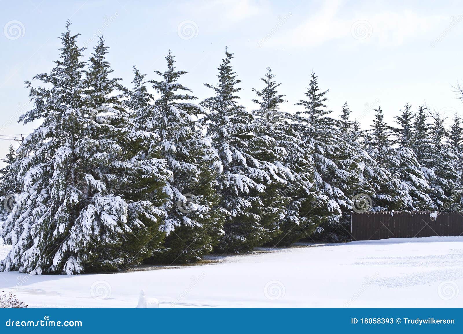 Snow Covered Pine Trees stock image. Image of storm, outdoors - 18058393