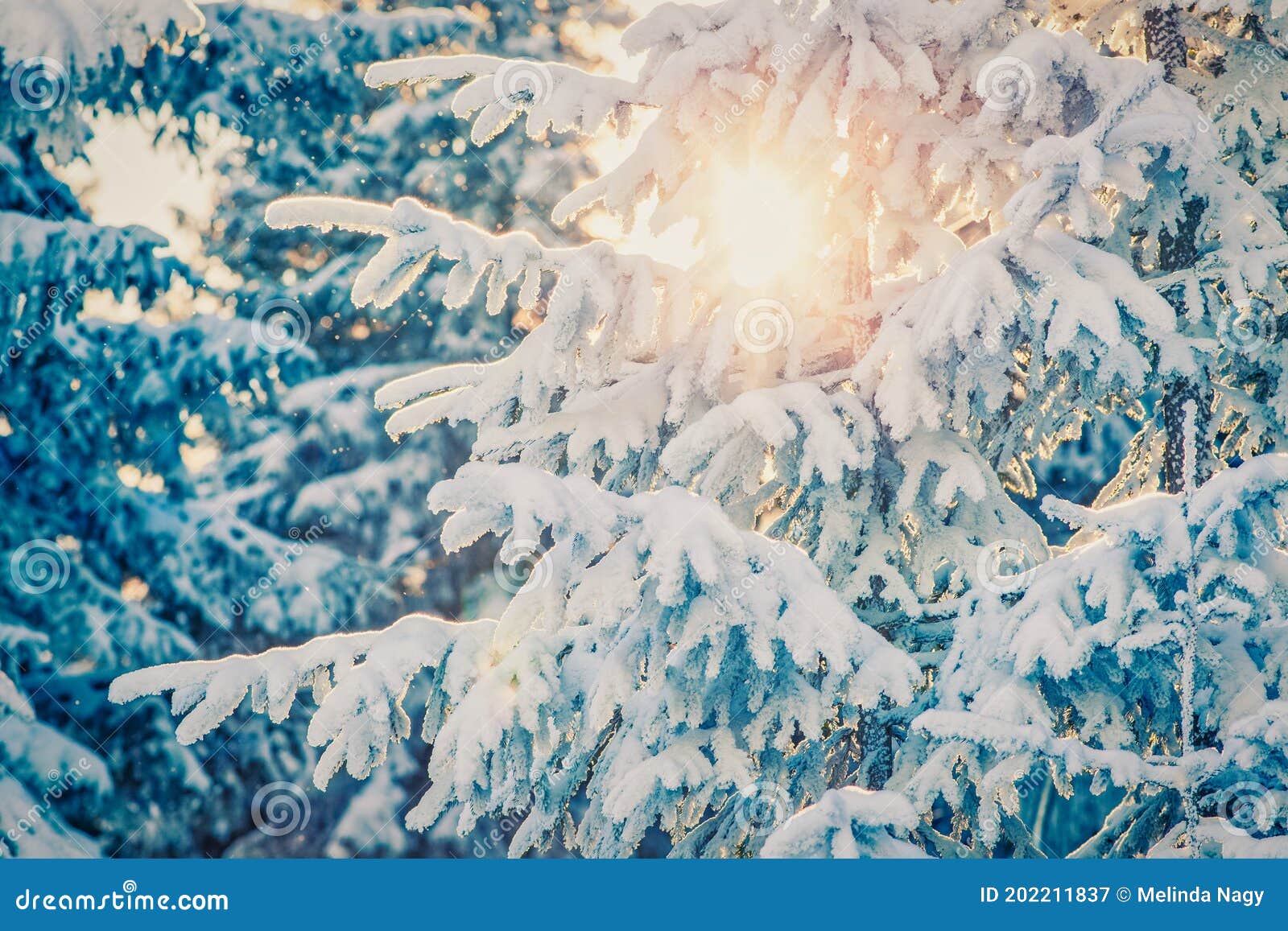Snow Covered Pine Trees Amazing Winter Background Stock Image - Image ...