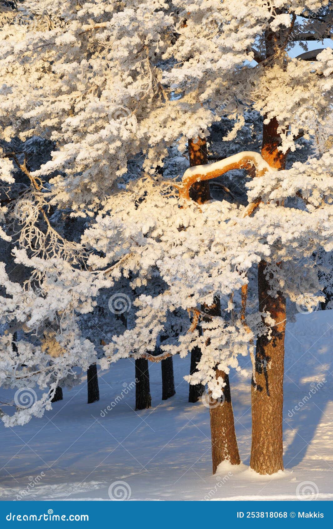 Snow Covered Pine Trees in a Cold Winter Day Stock Photo - Image of ...